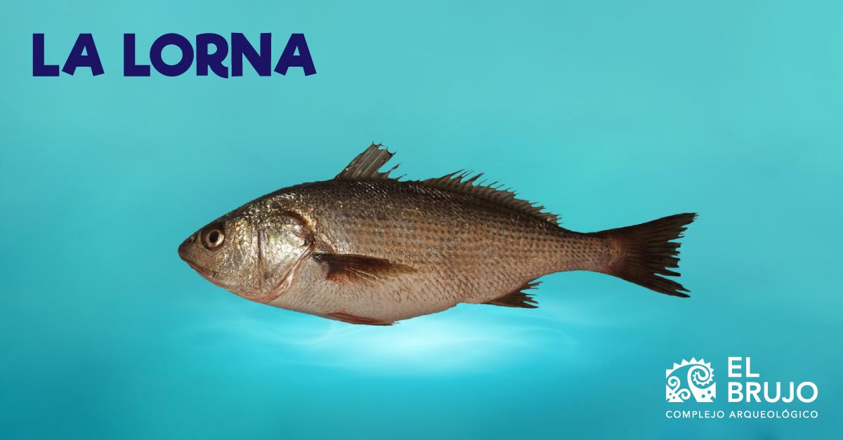 Serie Alimentos Andinos: La Lorna - El Brujo