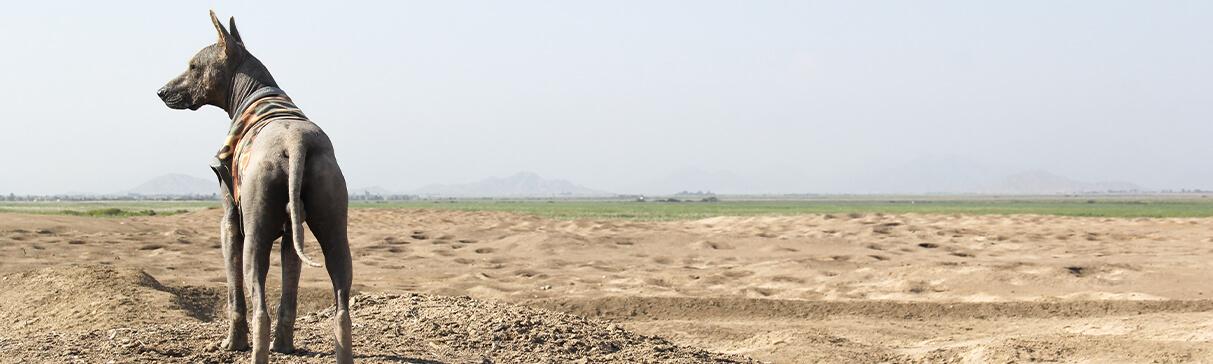 El perro peruano en el Perú prehispánico: razas, origen y características