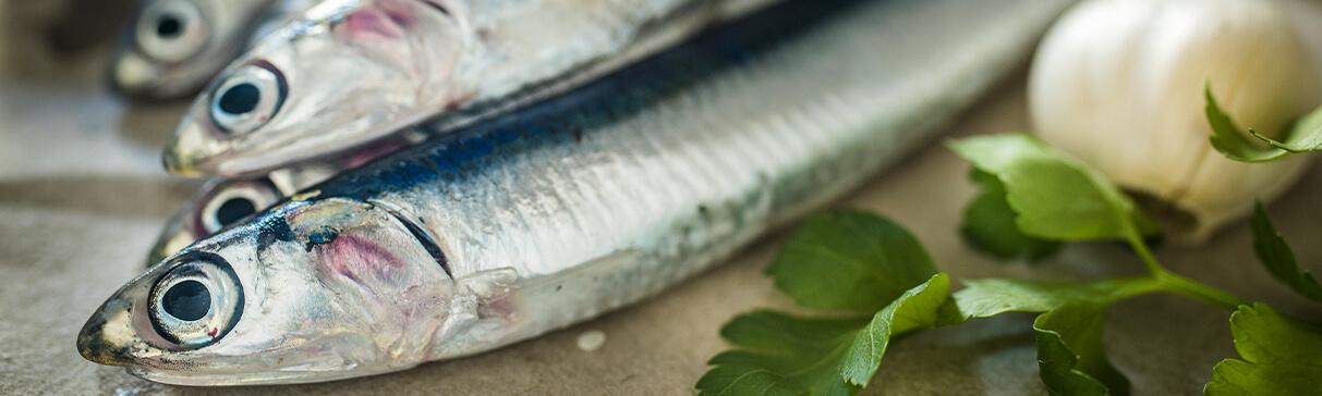 Serie Alimentos Andinos: La Anchoveta - Complejo Arqueológico El Brujo