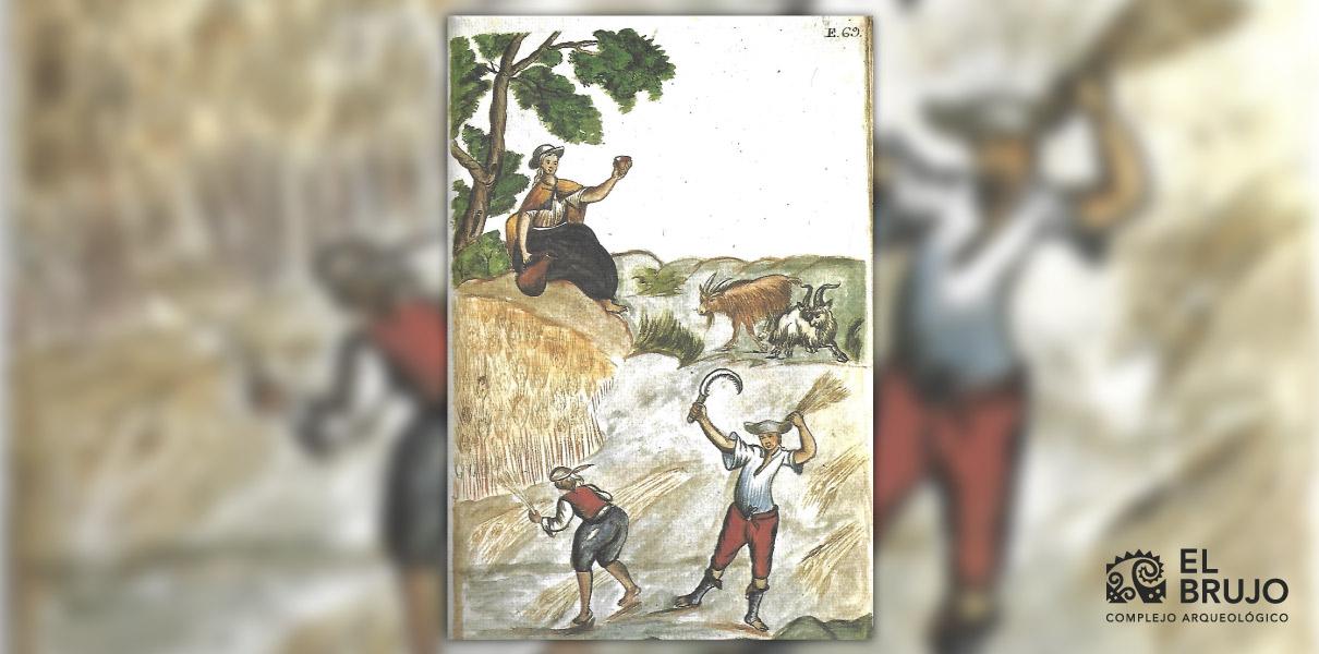 Plantas Alimenticias Introducidas en el Valle de Chicama Durante el ...