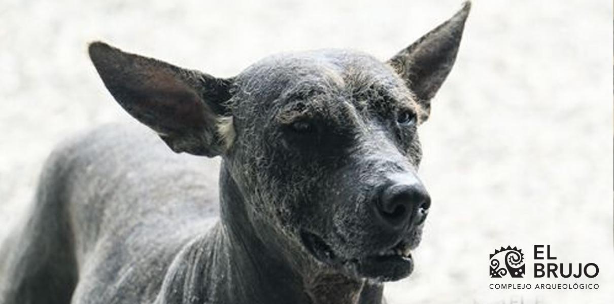 El viringo: historia e importancia del perro peruano sin pelo en la ...