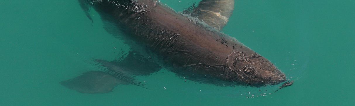 Tollo: Historia, consumo y valor nutricional - Complejo Arqueológico El ...