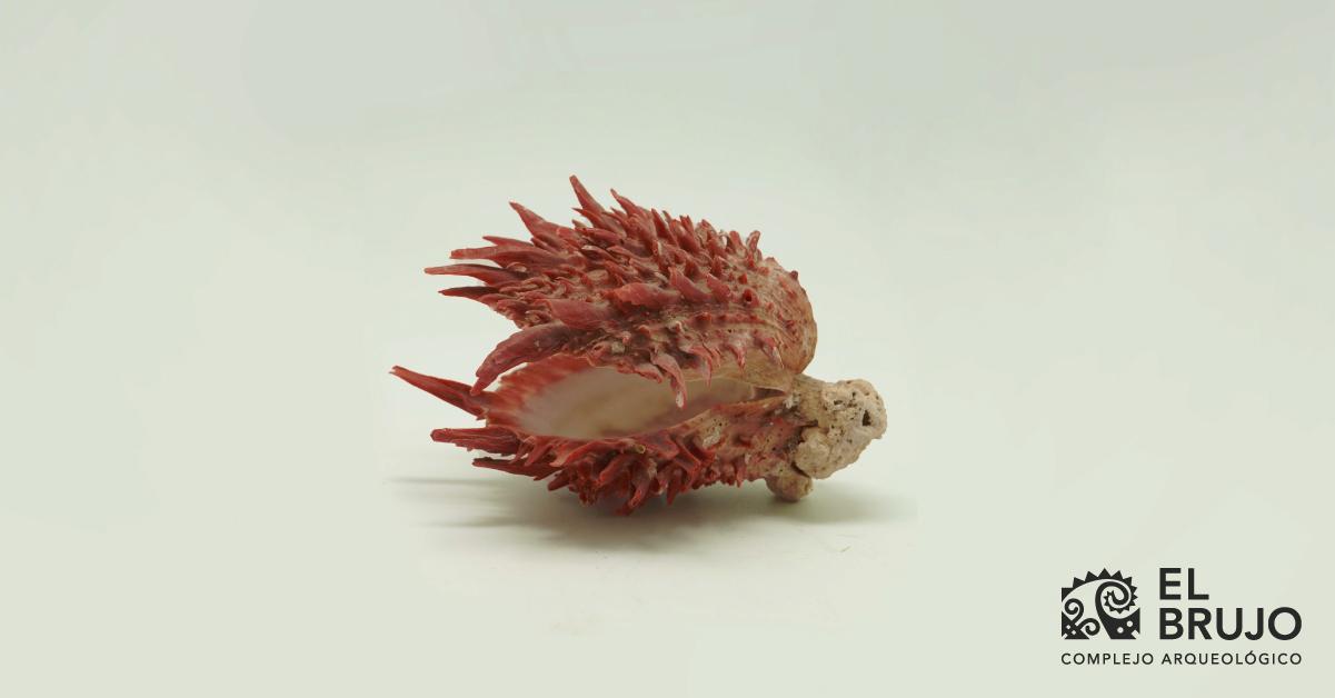 ¿Qué es el Spondylus? Un símbolo de fertilidad y abundancia en épocas ...