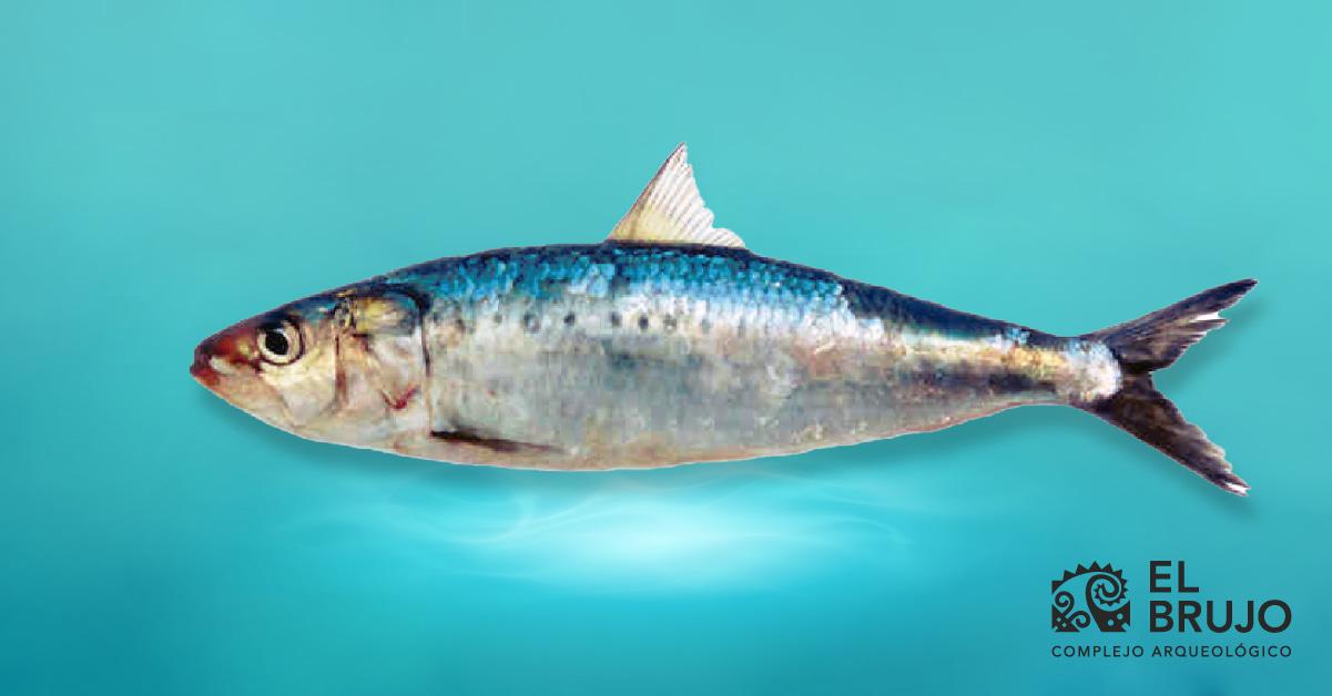 La sardina: Valor nutricional, historia y consumo en la dieta peruana