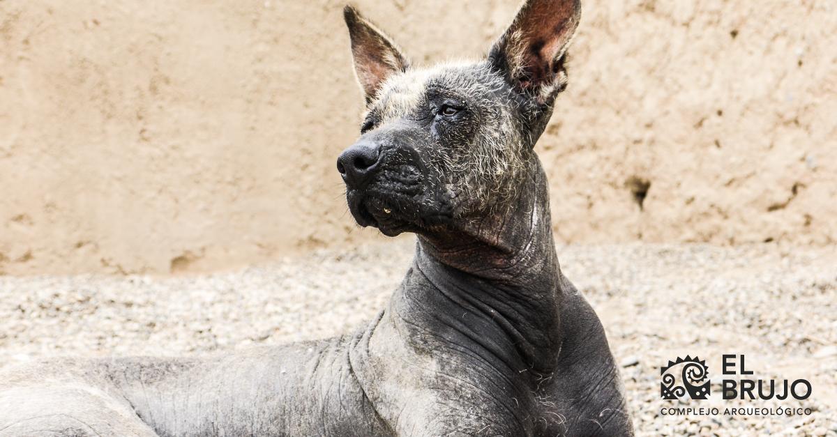 El perro y su domesticación en el Perú prehispánico - El Brujo