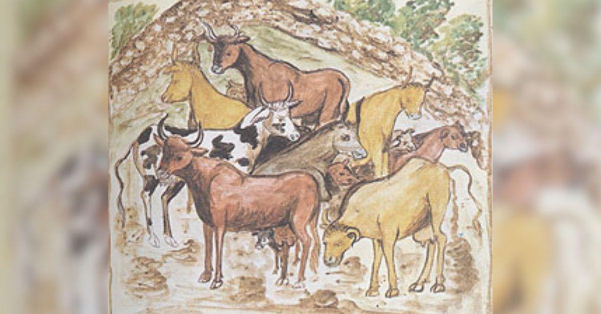 Livestock in Colonial Peru: New Species at El Brujo | El Brujo ...